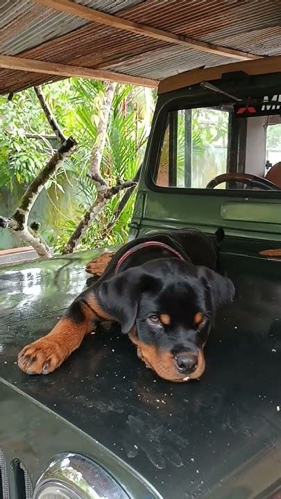 රේන්ජර් 4dr5 J24hindivoice J24 Rotter Rotwiler Rotwelier