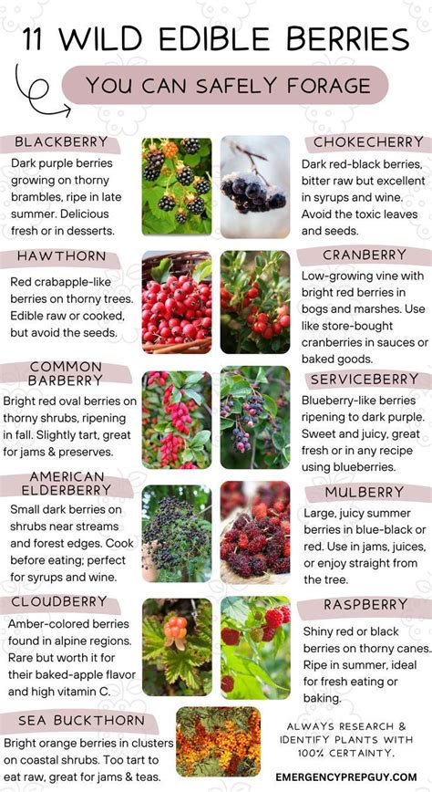 Discover Natures Secret Grow Your Own Herbal Medicine At Home Wild