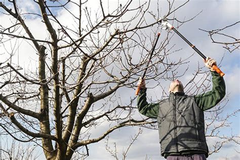 Yard And Garden Pruning Oak Trees Newton Daily News