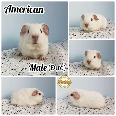 Pubby Ú Cưng