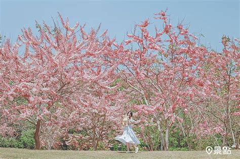 花旗木花海藏校園！美拍粉紅小森林油桐花一起賞 景點家 Line Today