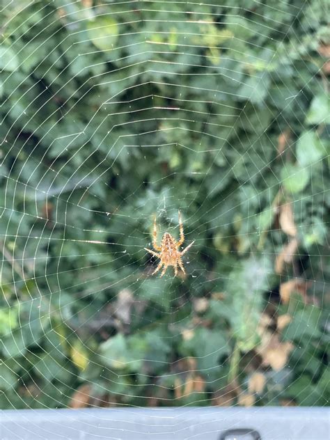 Whos This Pretty Spider I Saw Earlier Today Thought Orb Weaver Of Some Kind But Wasnt Sure