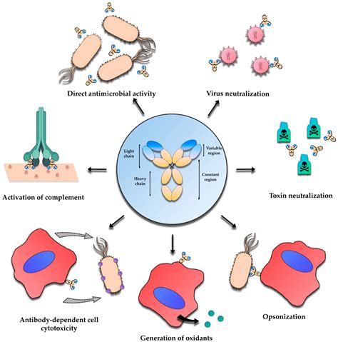 Antibody Opsonization