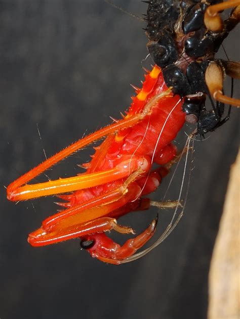 🔥 Macro Shot Of My Assasin Bug Molting You Can Clearly See Its Syringe