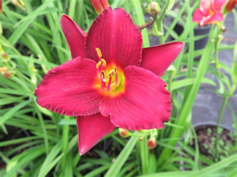 Hemerocallis Ruby Stella Ppaf Ruby Stella Daylily Regular Editor