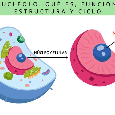 Nucleoplasma Funcion Núcleo De La Tierra Qué Es Características Y