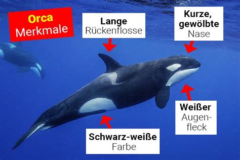 Killerwale Fressen Eisbären Bei Fütterung Der Karlsruher Eisbären