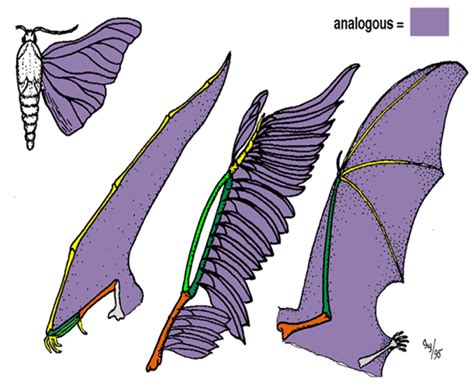 Analogous Structures