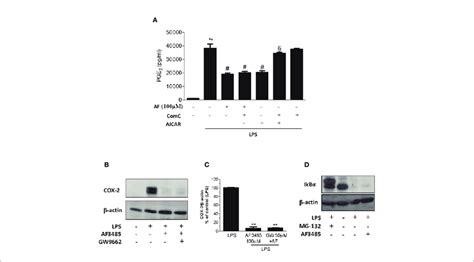 Effects Of Pharmacological Modulation Of Ampk Pparg Or Ikba On The