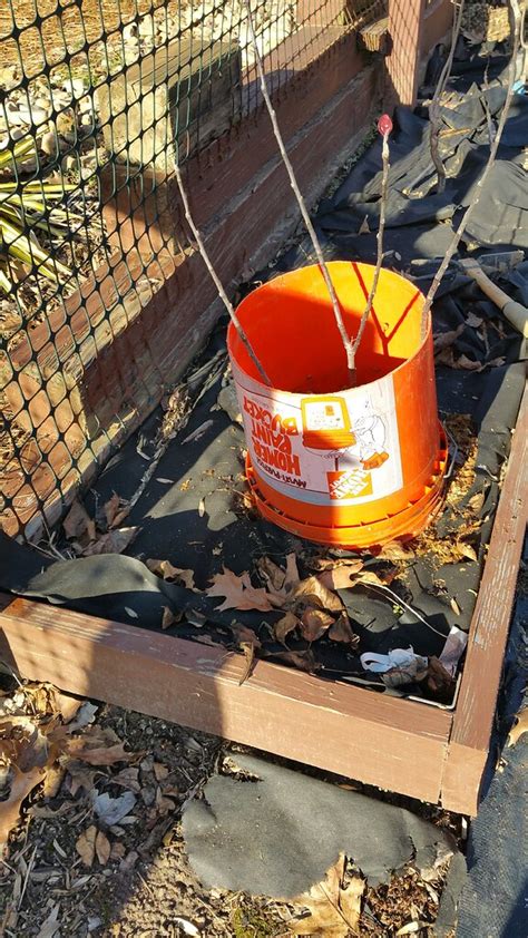 My First Try At Clonal Rootstock Propagation General Fruit Growing