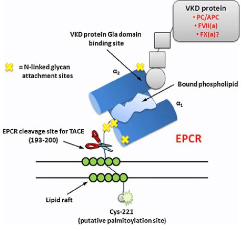 Epcr Structurefunction Relationships Epcr Is Structurally Homologous