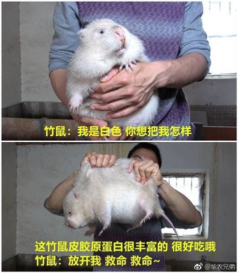白竹鼠图片大全 白竹鼠 竹鼠 第2页 大山谷图库