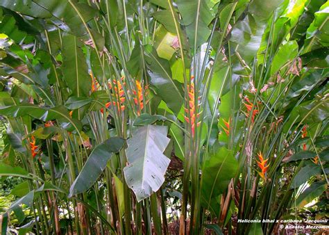 Heliconia Caribaea X Bihai Jaquinii Dsc09954 Heliconia Flickr