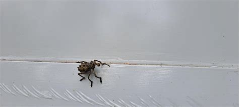 Possible Weevil Sighting R Weeviltime
