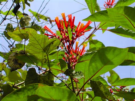 Plant Identification Identify Florida Trees Flora Florida Hikes