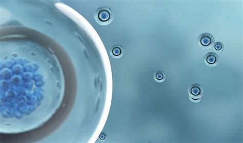 Understanding The Embryo Transfer In Ivf Creative Love