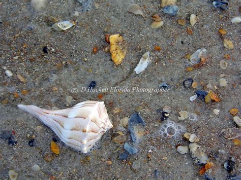 Donna Hackett On Linkedin Shell Beach Sand Seashell Seashells