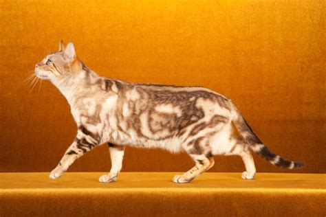 Marble Bengal Cat Info Pictures Facts And History Vet Verified Catster