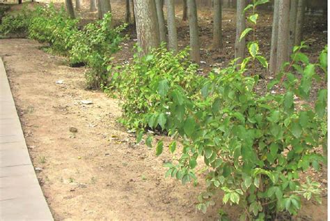 花叶锦带 北方园林植物图鉴及应用 图片