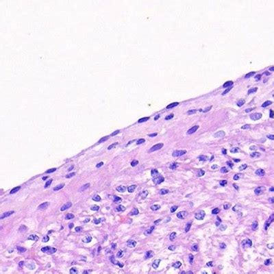 Microscopio Virtual Histoemb Tejido Epitelial