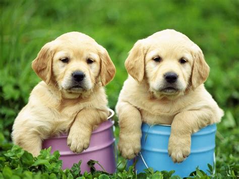 11 best Puppy Love images on Pinterest | Fluffy pets, Baby puppies and ...