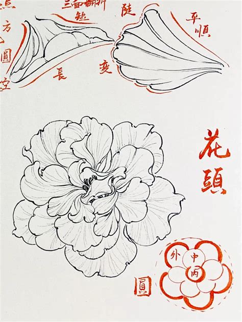 国画入门芙蓉花线描白描课徒稿干货