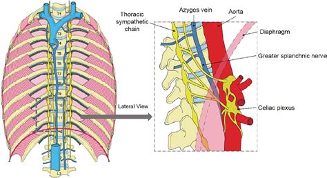Where Do Lumbar Splanchnic Nerves Synapse