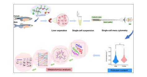 High Throughput Single Cell Mass Spectrometry Reveals Sex Specific