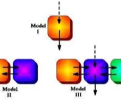 Compartment Models Flashcards Quizlet
