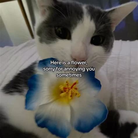 Cat Holding Flower Meme