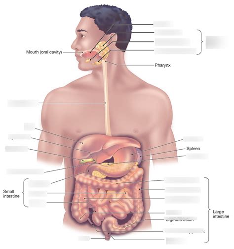Organs Of The Digestive System Diagram Quizlet