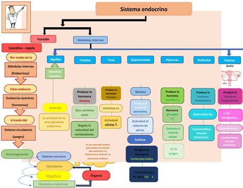 Mapa Conceptual Sistema Endocrino Produce La Hormona Testosterona En