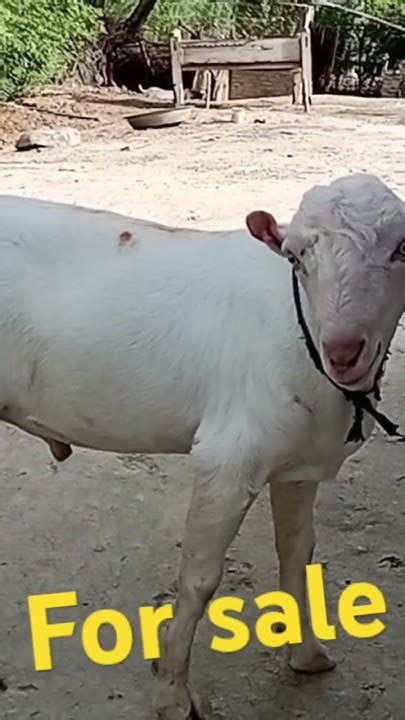 Beautiful Bakra For Sale Gotgot Fram Foru Youtube