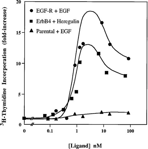 Comparison Of Egf And Heregulin Induced Dna Synthesis Cells