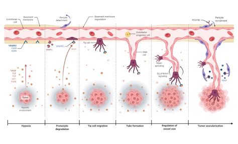 Tumor Vascularization Biorender Science Templates