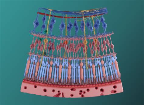 Whats Coming This Summer In Complete Anatomy 2021 Complete Anatomy