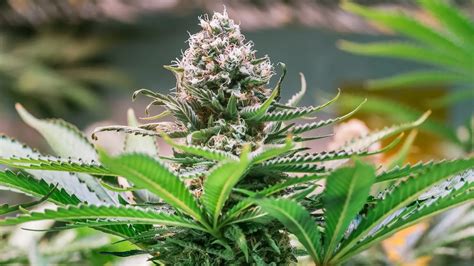 Cannabis Wirkungen Nebenwirkungen BARMER