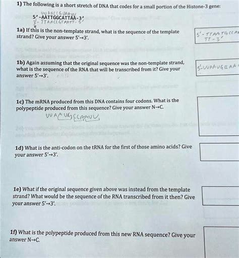 Solved 1c The Mrna Produced From This Dna Contains Four Codons What Is The Polypeptide