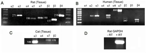 1 Expression Of NAChR MRNA In The Urothelium A Nicotinic