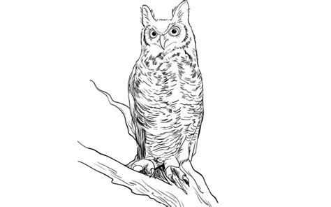 How To Draw A Realistic Owl Step By Step