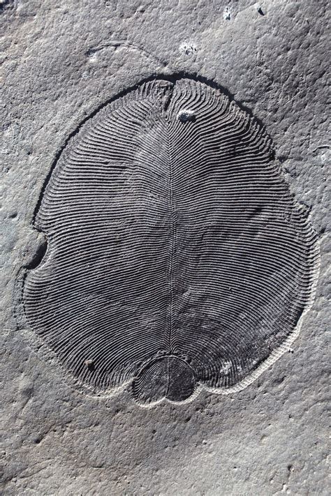 Cholesterols Molecular Fossil Identifies Earths Oldest Large Animals﻿﻿