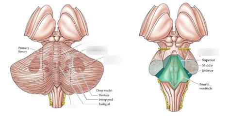 Lecture 4 Metencephalon Cerebellum Diagram Quizlet