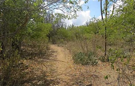 Ação Humana Transformou 89 Da Caatinga Segundo Biólogos Das Universidades Federais Da Paraíba