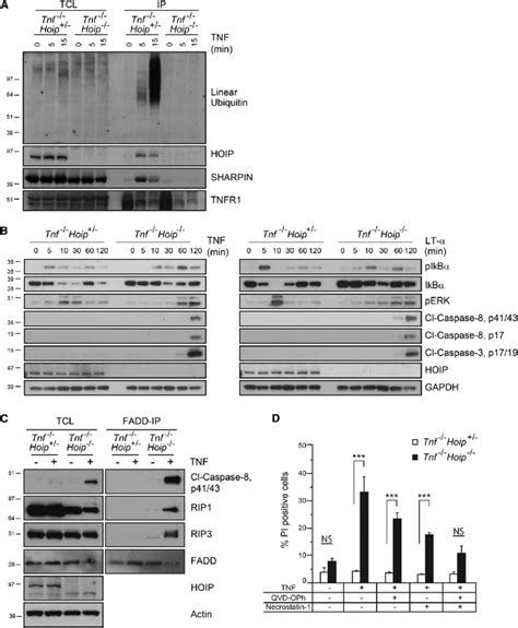 Hoip Is Required For Optimal Nf Kbmapk Activation And Prevention Of Download Scientific