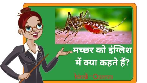 मच्छर को इंग्लिश में क्या कहते हैं Machchhar Ko English Mein Kya