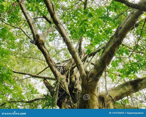 Large Banyan Tree Trunk And Canopy Stock Image Image Of Spring