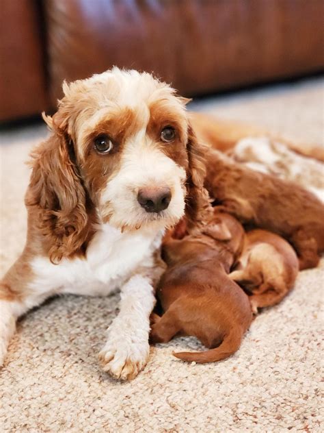 Amber Hidden Acres Puppies