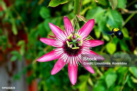 아름 다운 열정 꽃 또는 시계 상록 열 대 덩굴입니다 벌 꿀과 꽃가루에 대 한 이국적인 꽃에 날아 선택적 초점입니다 곤충에 대한 스톡 사진 및 기타 이미지 Istock