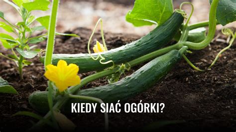Kiedy siać ogórki Od kiedy