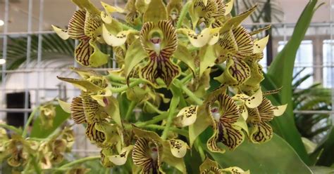 60歳で無職の優雅な日々 デンドロビウム・マクロフィラム Dendrobium Macrophyllum